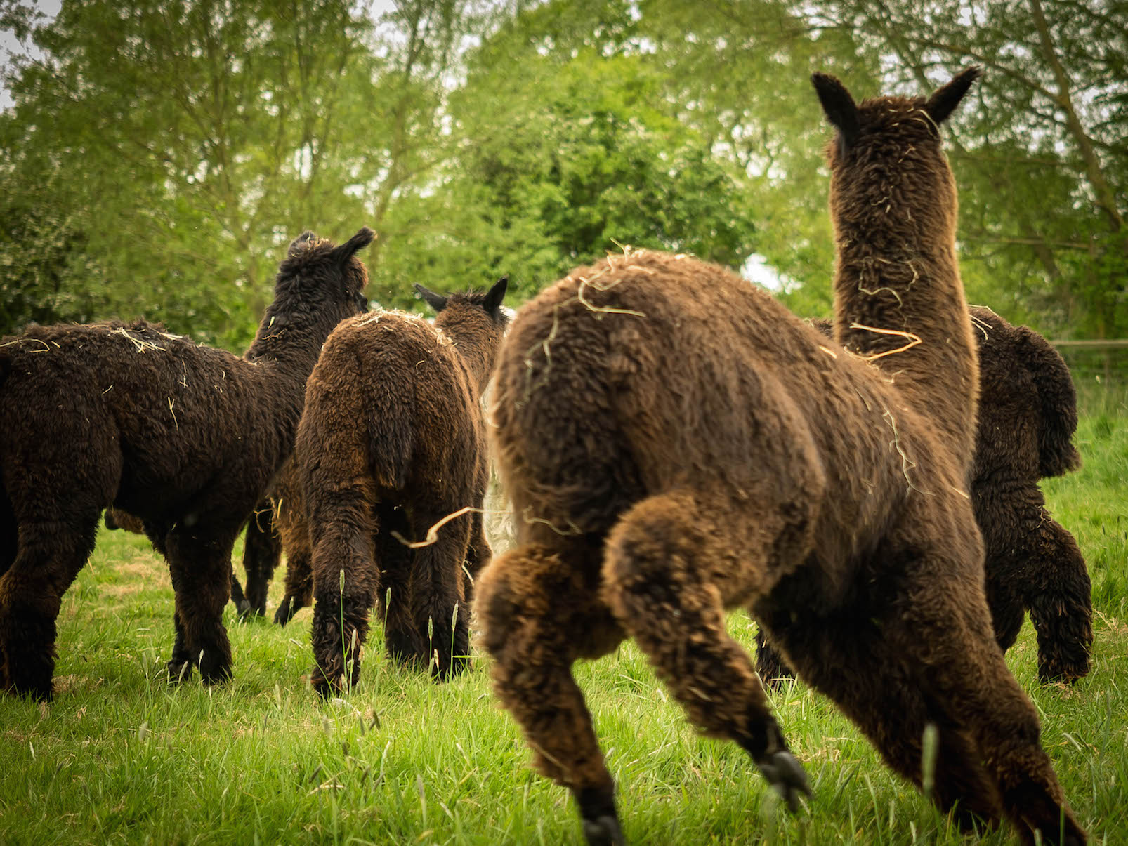 The Arrival Of Our Black Alpacas Ted Bessie The Arrival Of Our Black Alpacas Ted Bessie